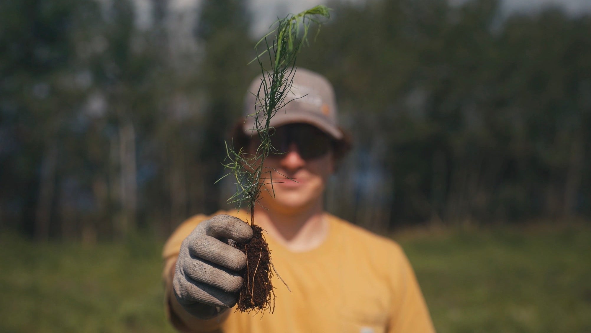Community Trees – Antomos
